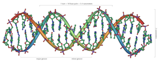 DNA deoxyribonukelová kyselina :: GENETIKA